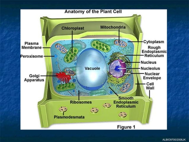 02 Organelles in animal and plant cells | PPT | Biological Sciences ...