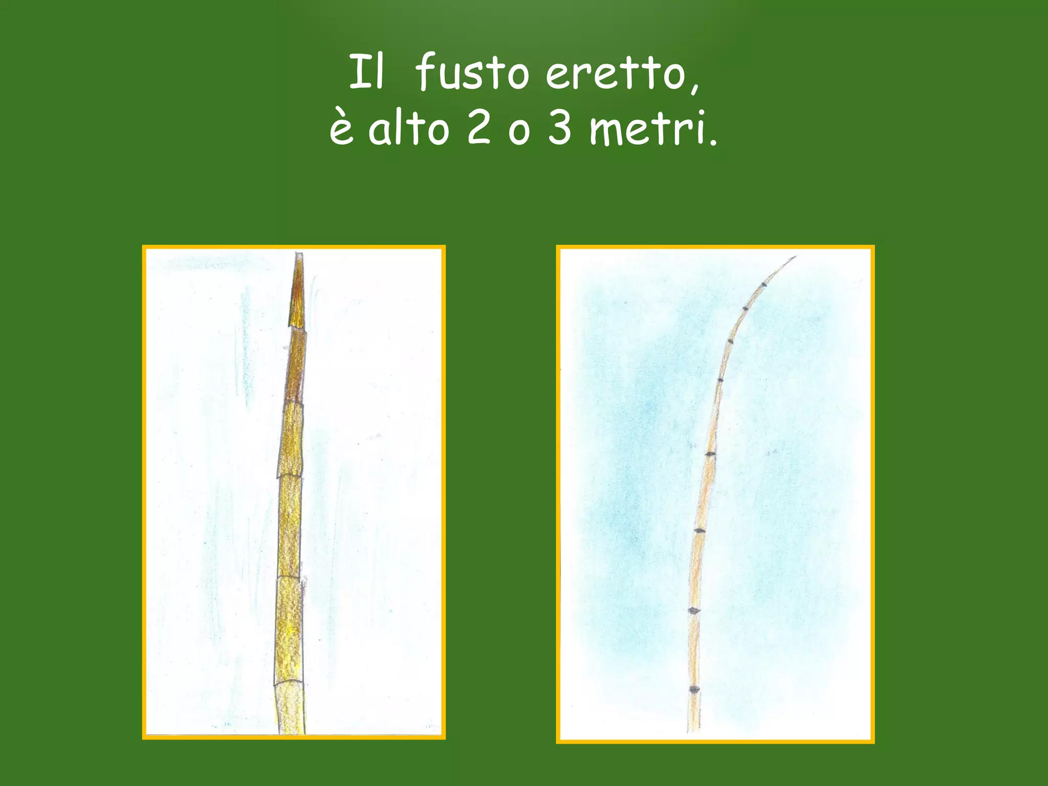 02 osserviamo la pianta del mais | PPT