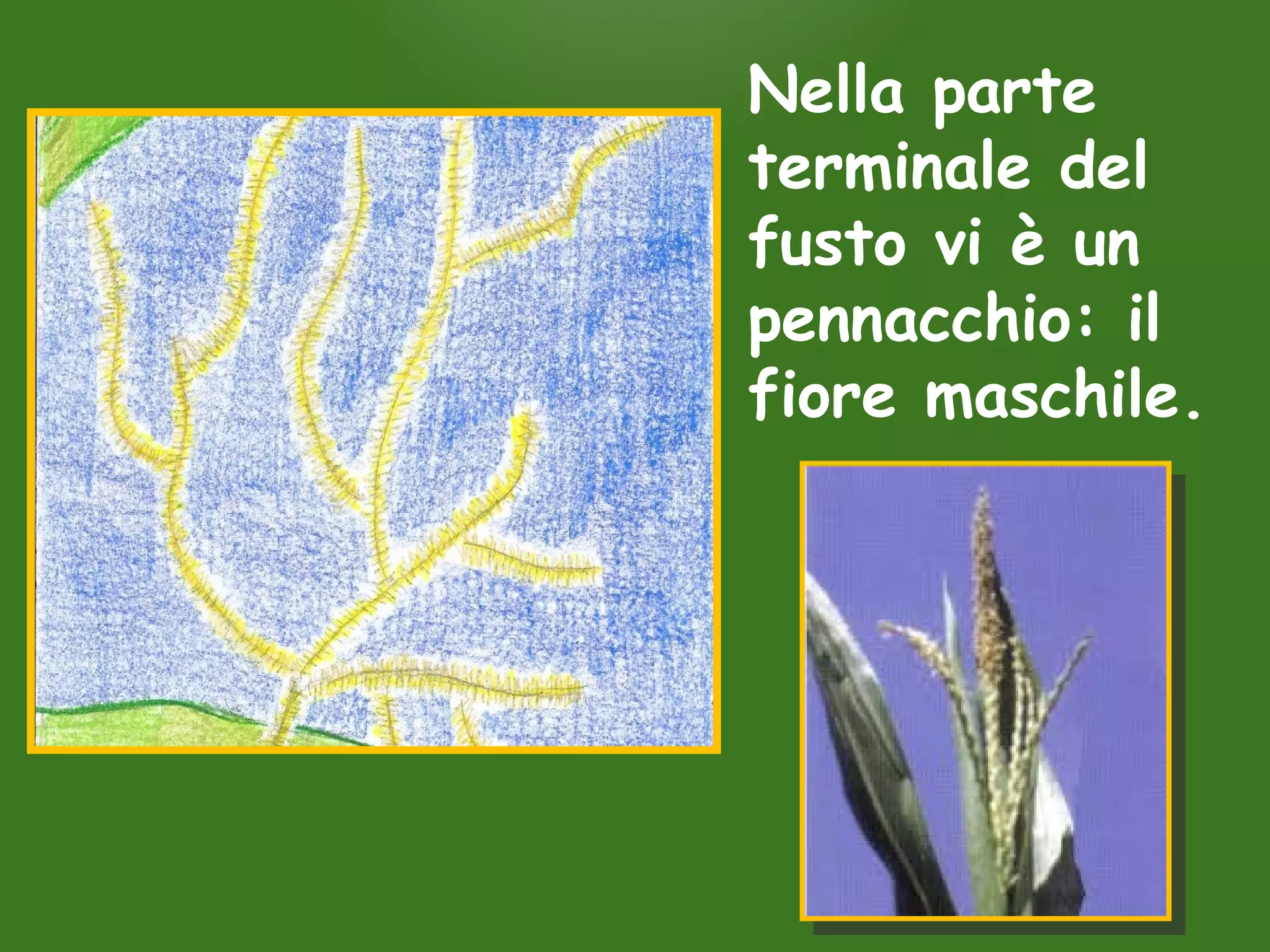 02 osserviamo la pianta del mais | PPT