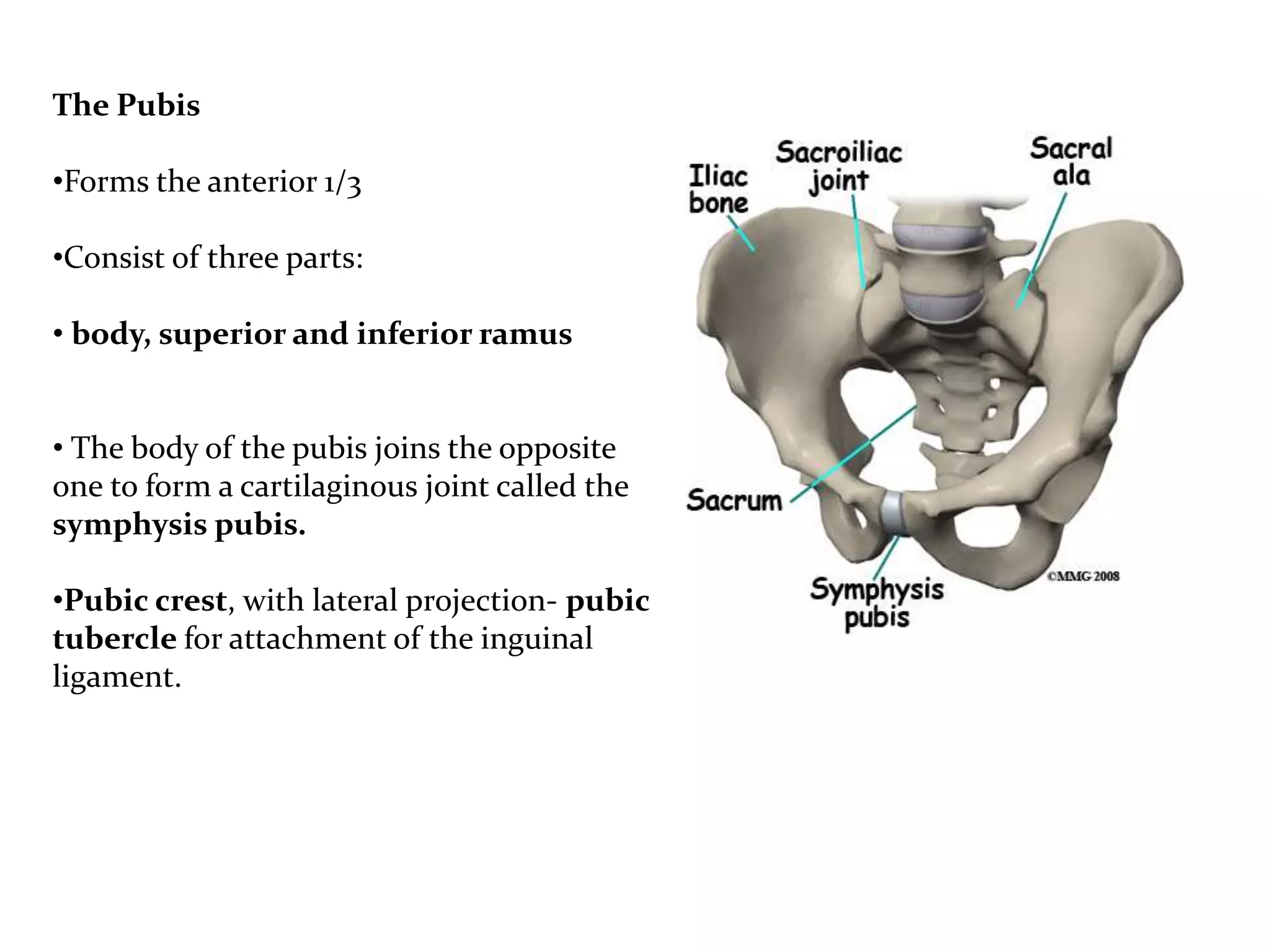 02 osteologyLL.ppt