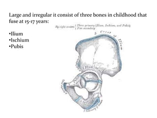 02 osteologyLL.ppt