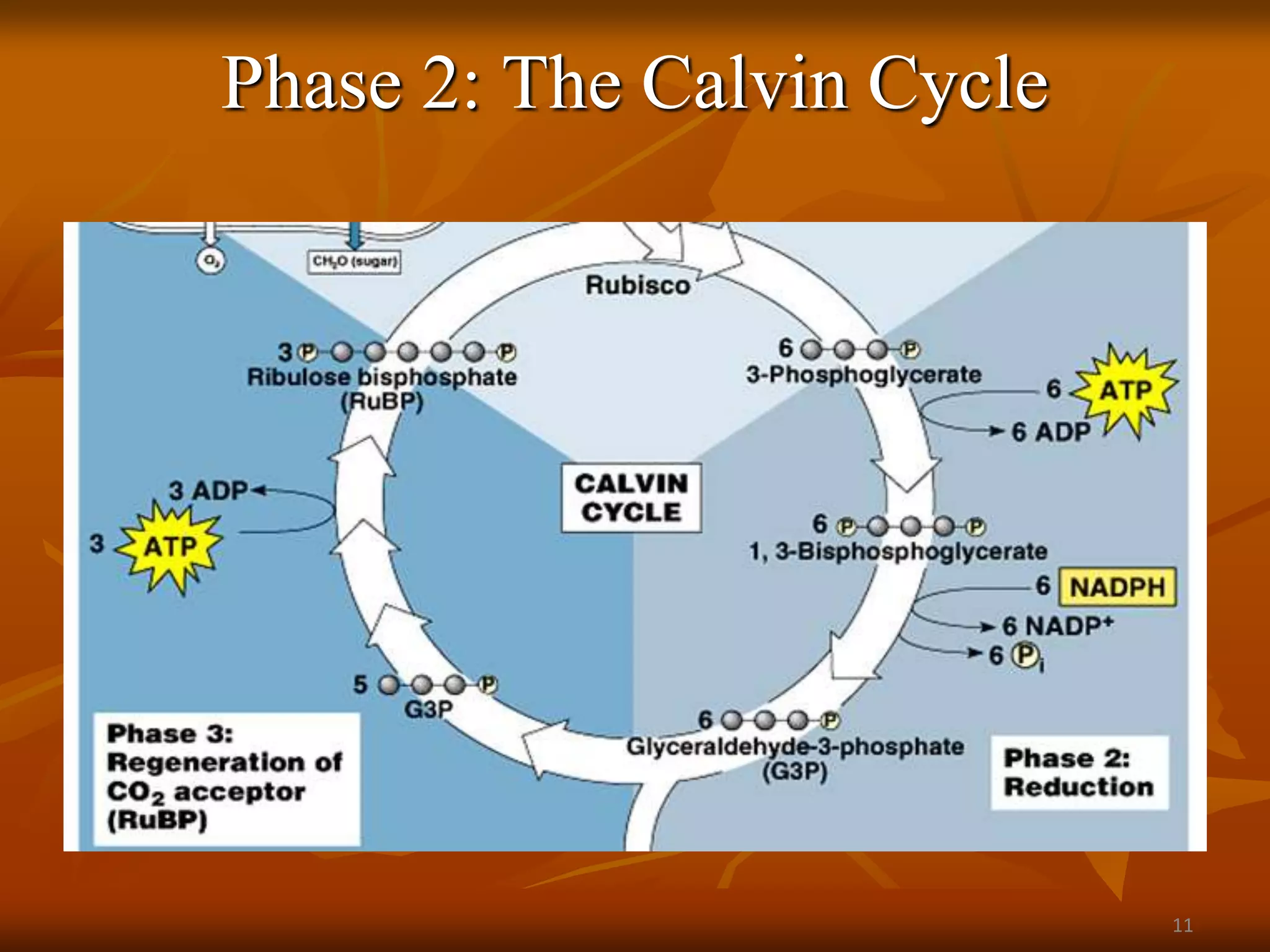 02 Photosynthesis Calvin Cycle Light Independent Reactions.pptx
