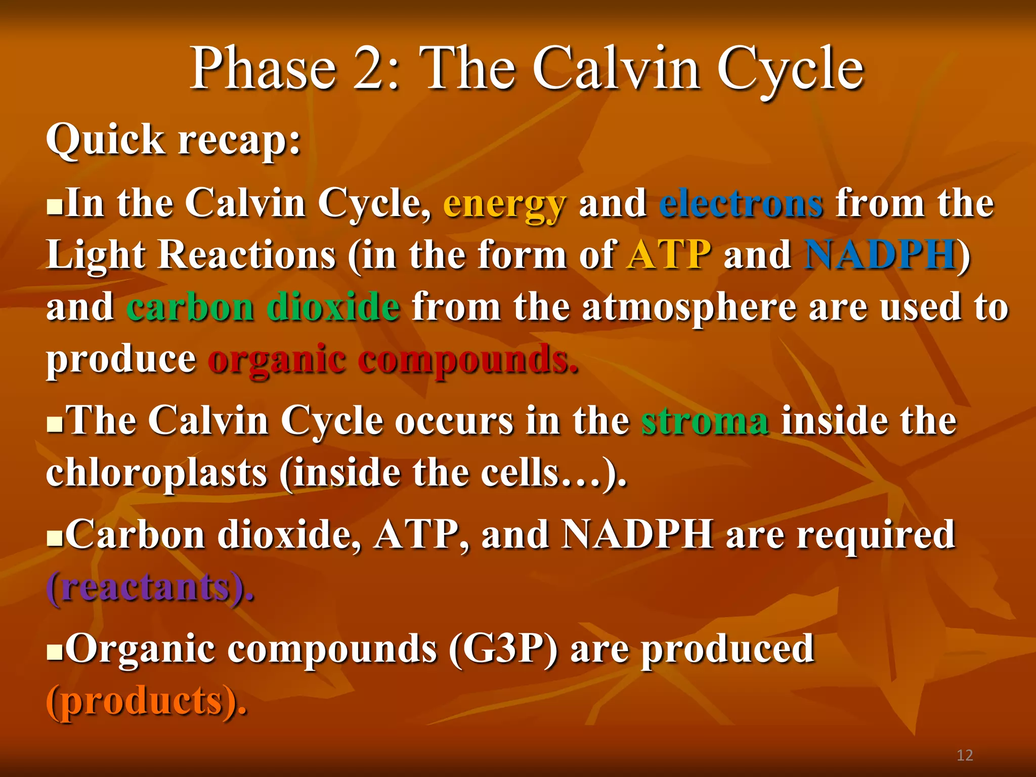 02 Photosynthesis Calvin Cycle Light Independent Reactions.pptx