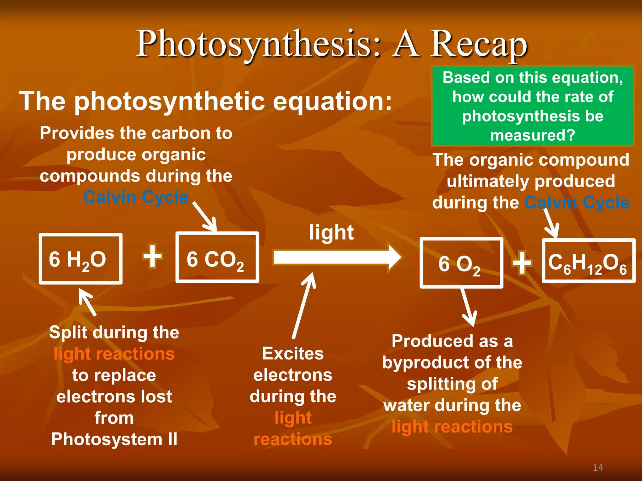 02 Photosynthesis Calvin Cycle Light Independent Reactions.pptx