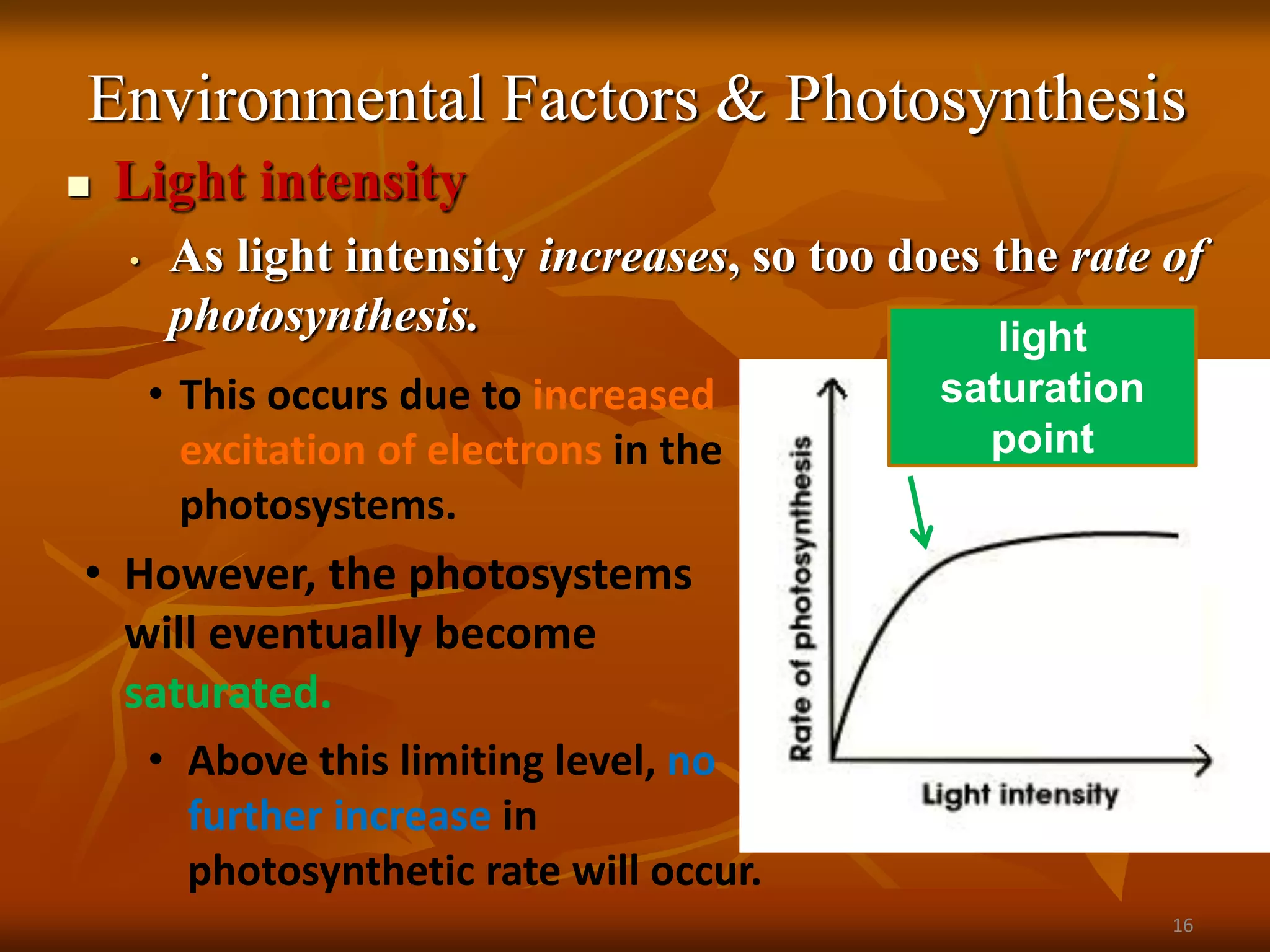 02 Photosynthesis Calvin Cycle Light Independent Reactions.pptx