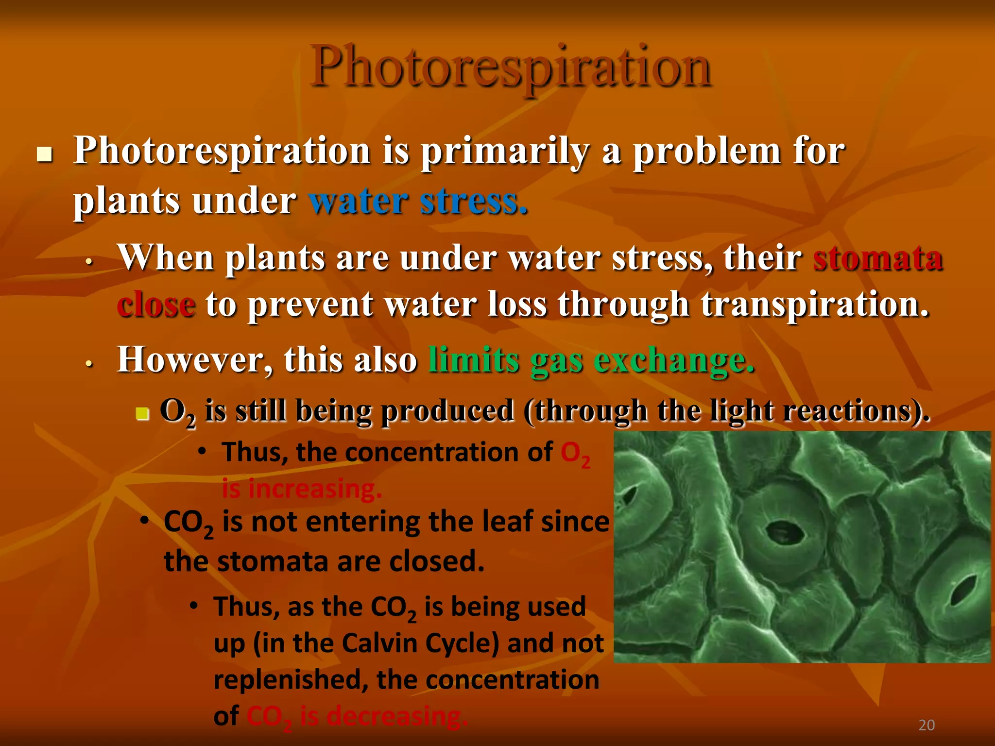 02 Photosynthesis Calvin Cycle Light Independent Reactions.pptx
