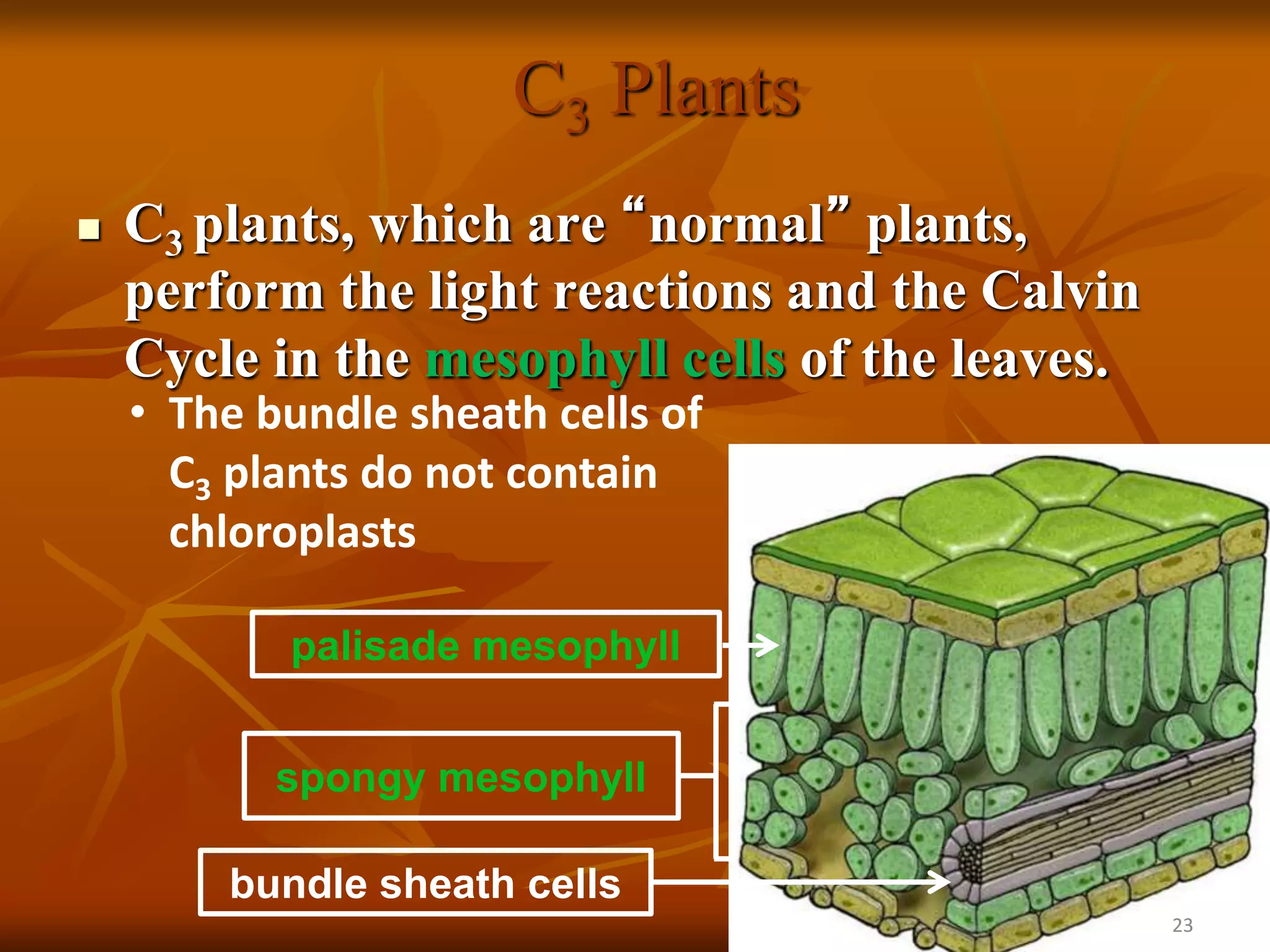 02 Photosynthesis Calvin Cycle Light Independent Reactions.pptx