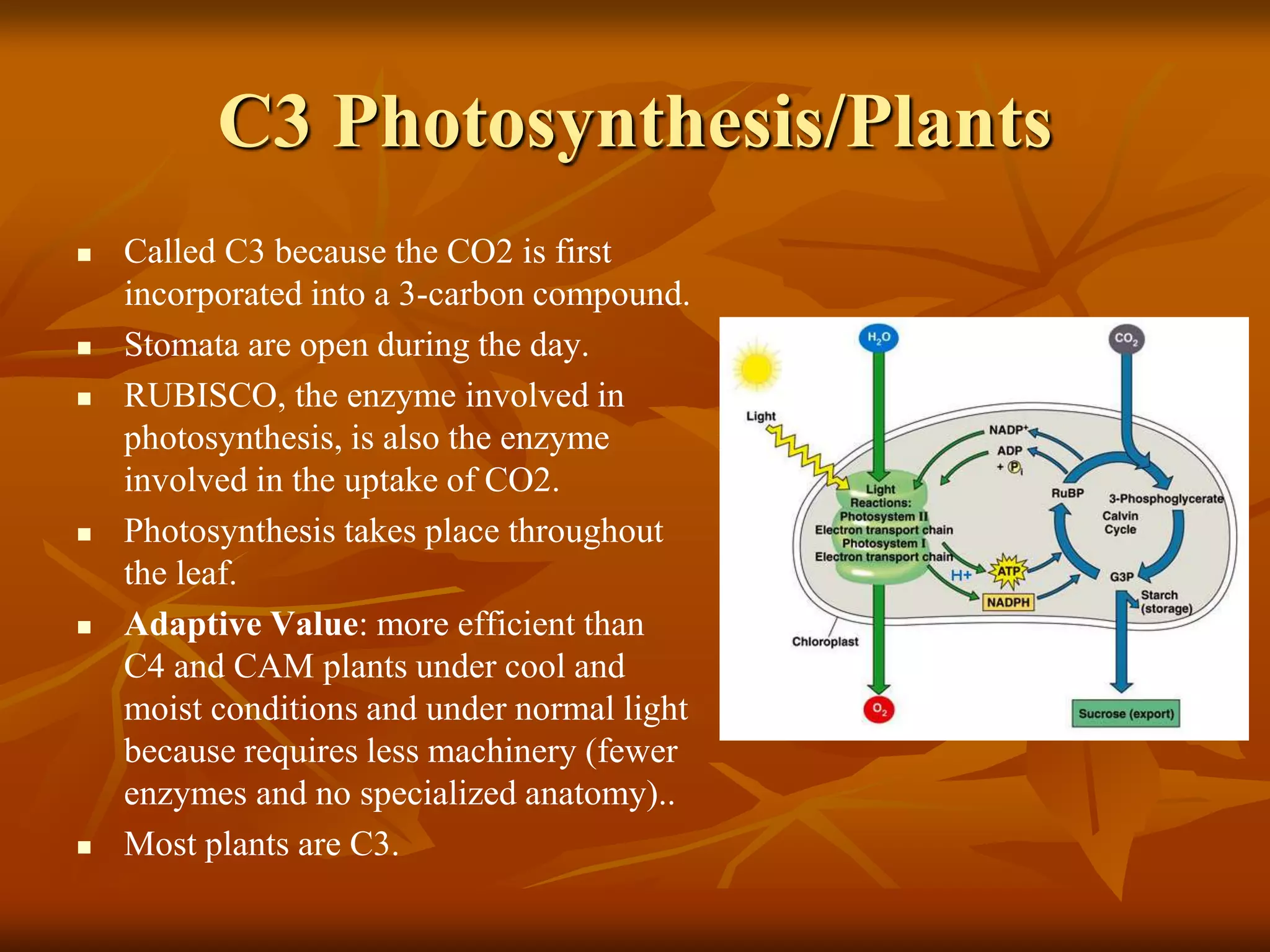 02 Photosynthesis Calvin Cycle Light Independent Reactions.pptx