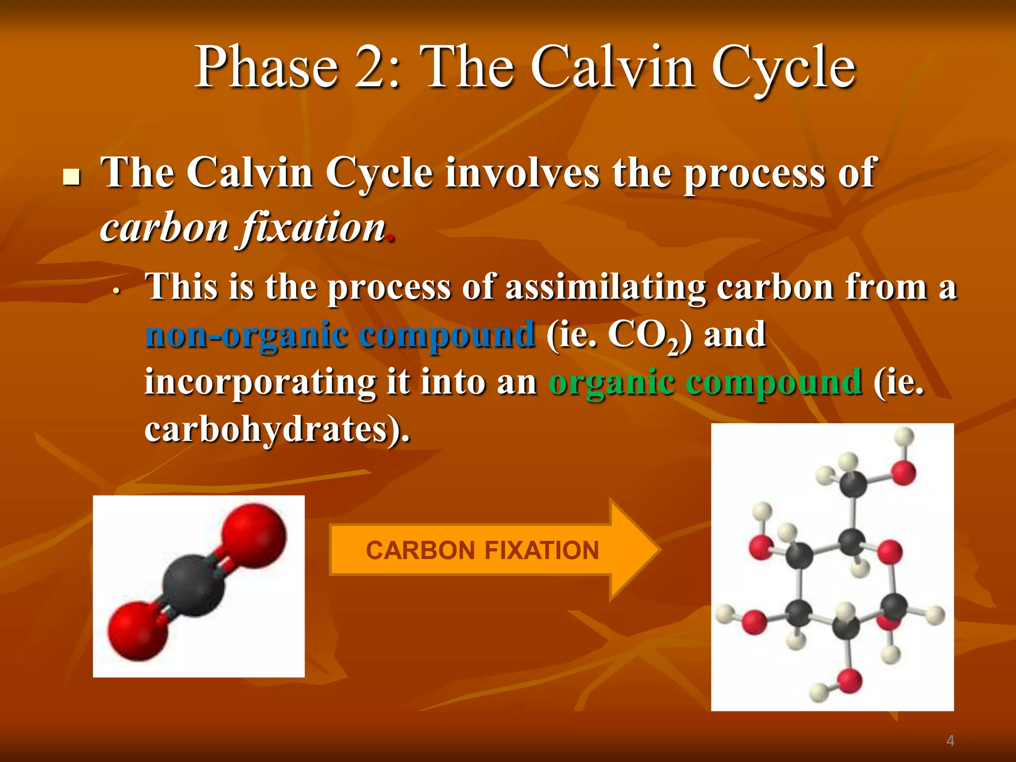 02 Photosynthesis Calvin Cycle Light Independent Reactions.pptx
