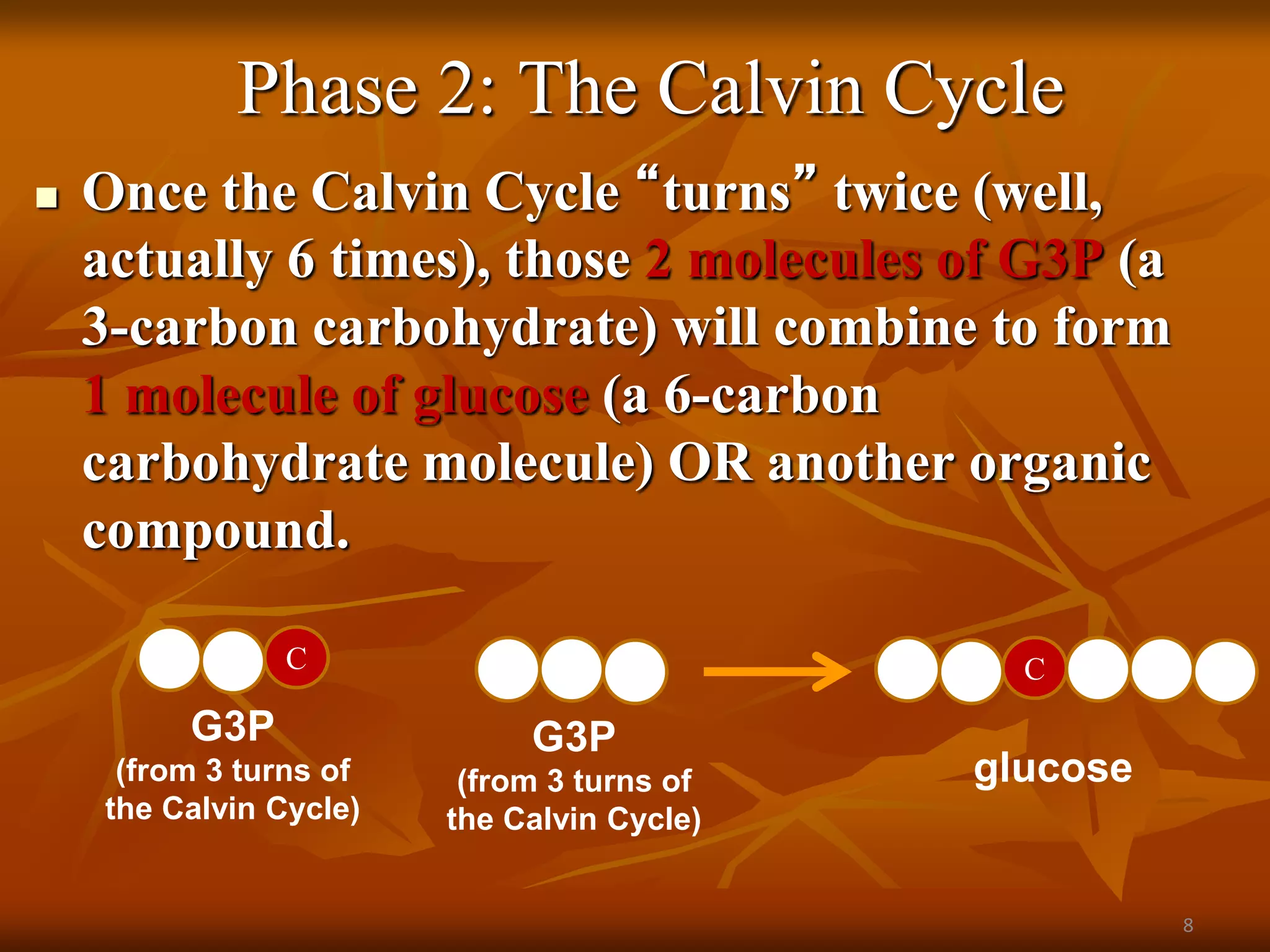02 Photosynthesis Calvin Cycle Light Independent Reactions.pptx