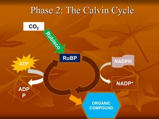 02 Photosynthesis Calvin Cycle Light Independent Reactions.pptx