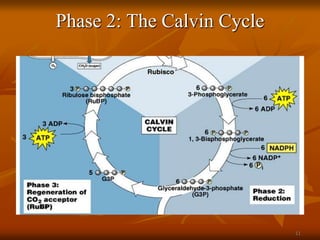 02 Photosynthesis Calvin Cycle Light Independent Reactions.pptx