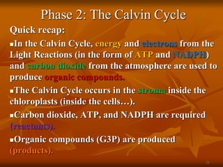02 Photosynthesis Calvin Cycle Light Independent Reactions.pptx