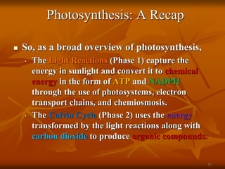 02 Photosynthesis Calvin Cycle Light Independent Reactions.pptx