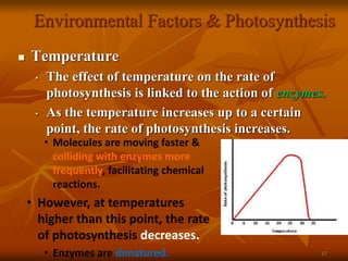 02 Photosynthesis Calvin Cycle Light Independent Reactions.pptx