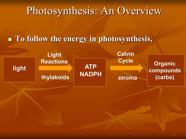 02 Photosynthesis Calvin Cycle Light Independent Reactions.pptx