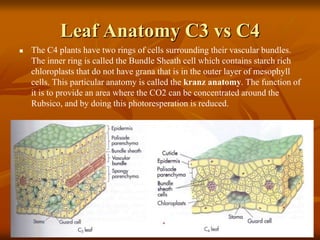 02 Photosynthesis Calvin Cycle Light Independent Reactions.pptx