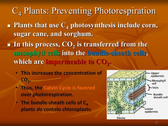 02 Photosynthesis Calvin Cycle Light Independent Reactions.pptx