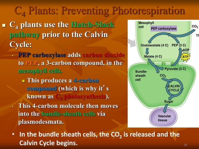 02 Photosynthesis Calvin Cycle Light Independent Reactions.pptx