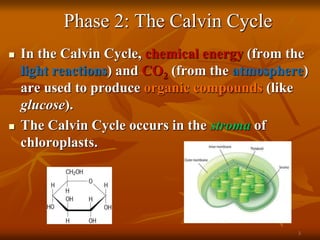 02 Photosynthesis Calvin Cycle Light Independent Reactions.pptx