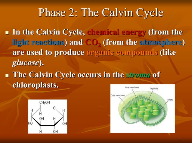 02 Photosynthesis Calvin Cycle Light Independent Reactions.pptx
