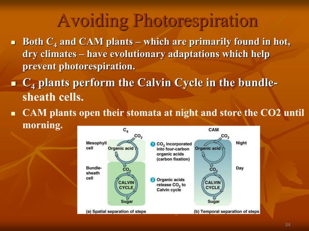 02 Photosynthesis Calvin Cycle Light Independent Reactions.pptx