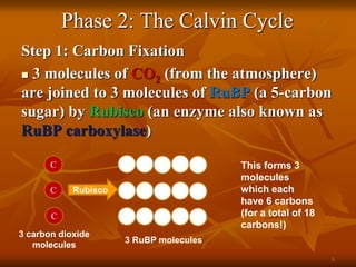 02 Photosynthesis Calvin Cycle Light Independent Reactions.pptx