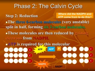 02 Photosynthesis Calvin Cycle Light Independent Reactions.pptx