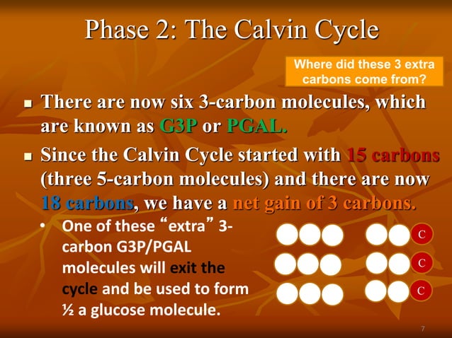 02 Photosynthesis Calvin Cycle Light Independent Reactions.pptx