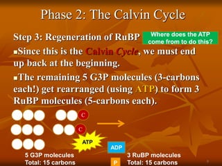02 Photosynthesis Calvin Cycle Light Independent Reactions.pptx