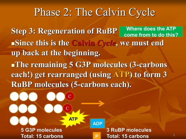 02 Photosynthesis Calvin Cycle Light Independent Reactions.pptx