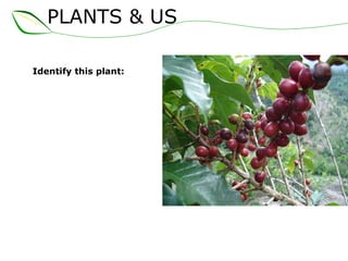 02 plants and us | PPT