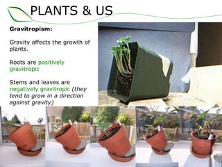 02 plants and us | PPT