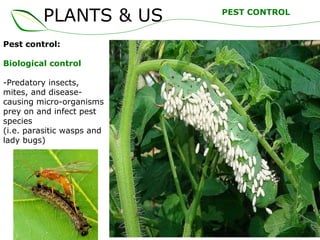 02 plants and us | PPT