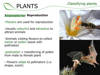 02 plant structures | PPTX
