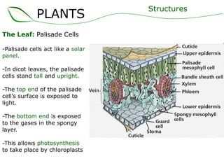 02 plant structures | PPTX