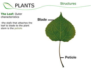 02 plant structures | PPTX