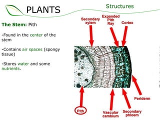 02 plant structures | PPTX