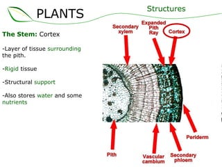 02 plant structures | PPTX