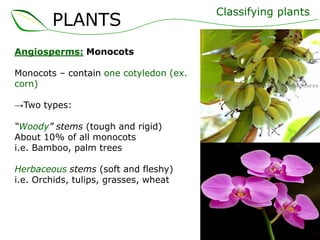 02 plant structures | PPTX