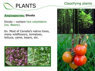 02 plant structures | PPTX
