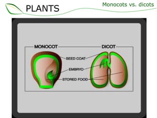 02 plant structures | PPTX