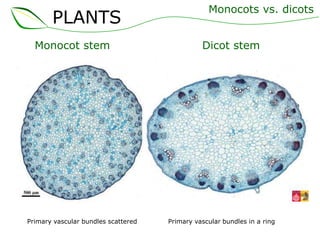 02 plant structures | PPTX