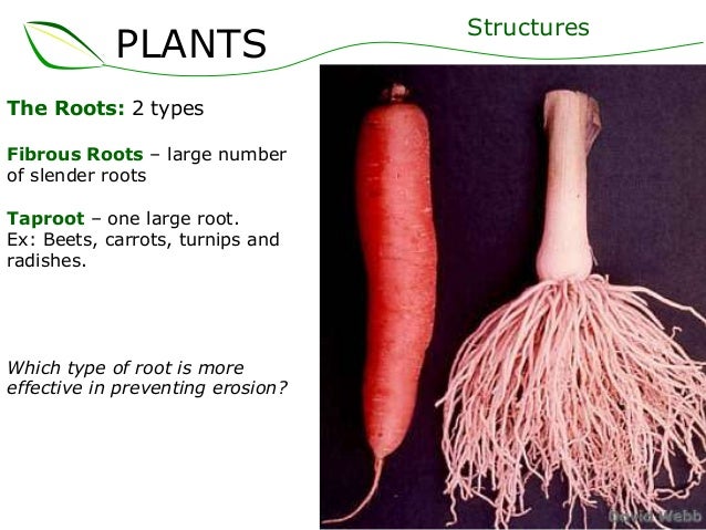 02 plant structures
