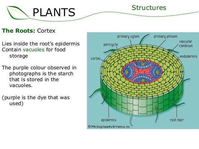 02 plant structures