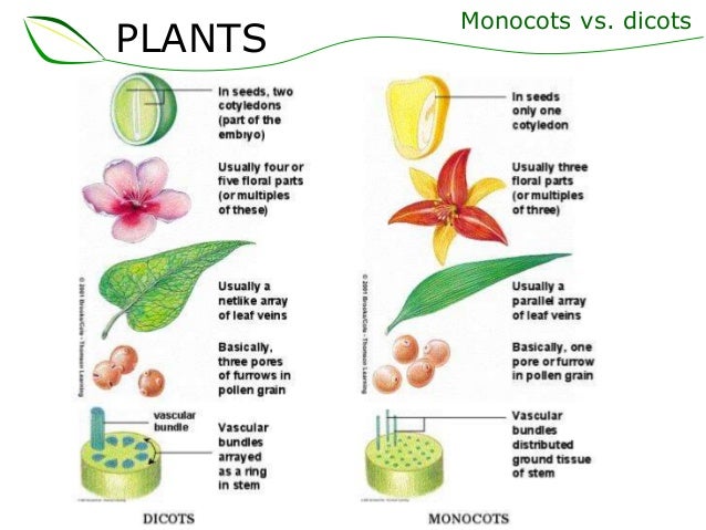 02 plant structures