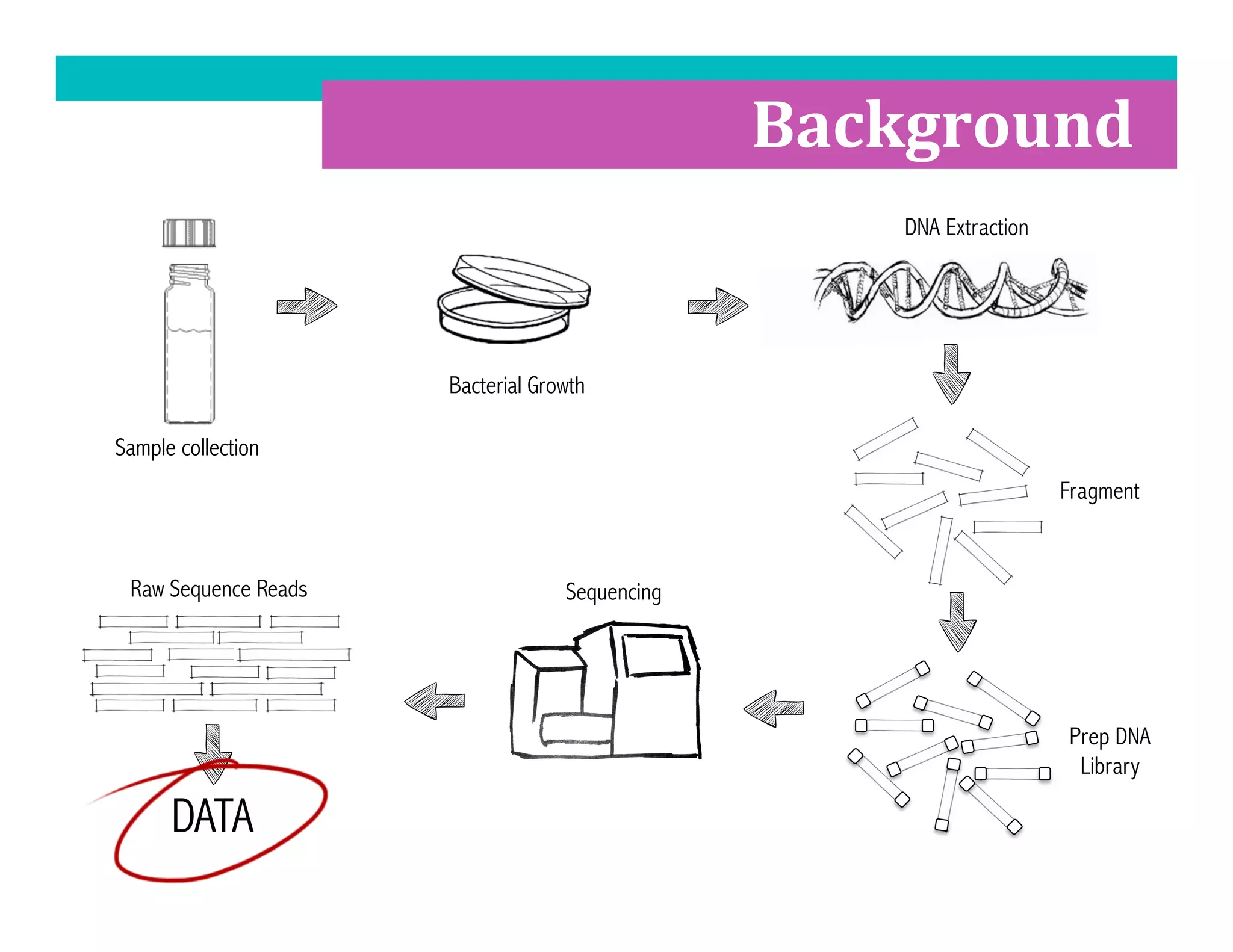 Whole Genome Sequencing (WGS): How significant is it for food safety? | PDF