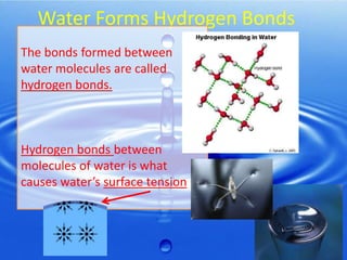 02 Properties of Water | PPT