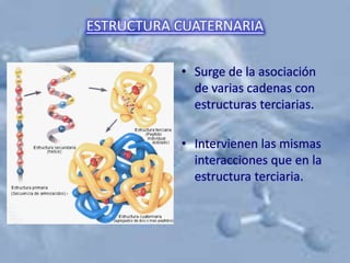 Bioquímica de las proteínas estructurales | PPT