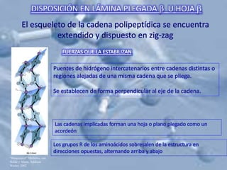 Bioquímica de las proteínas estructurales | PPTX